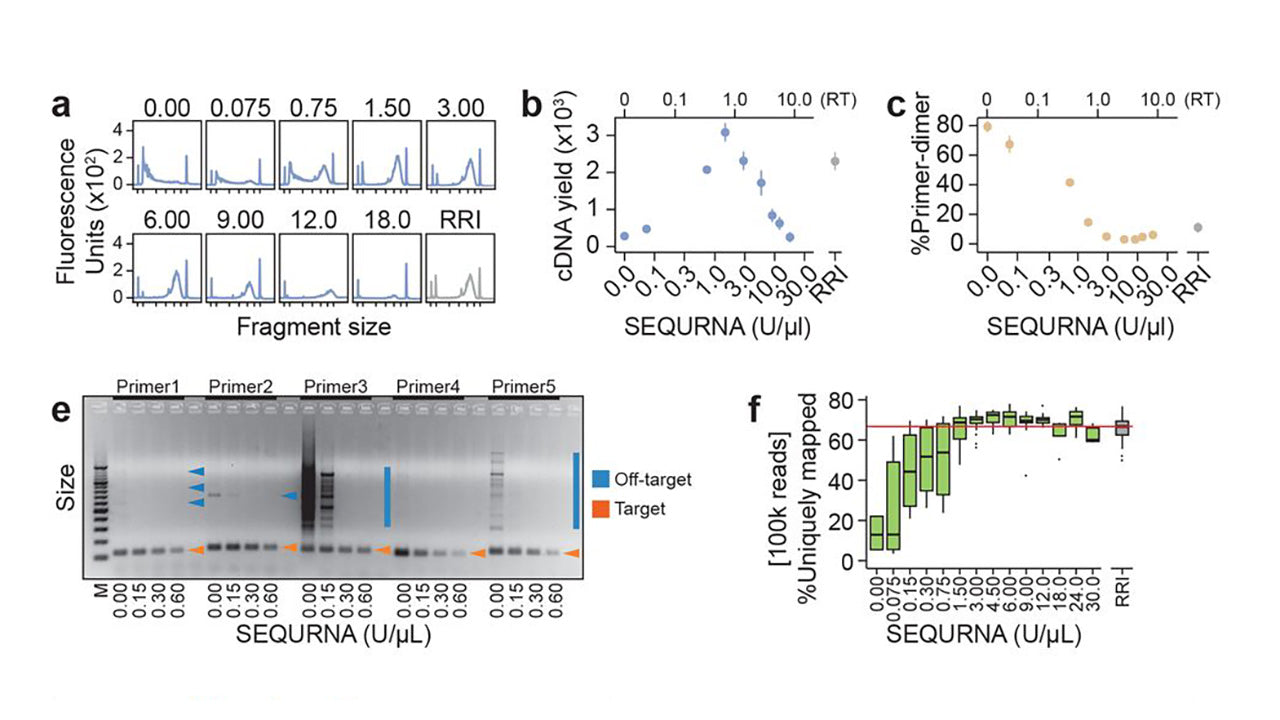 SEQURNA White Paper: Introducing synthetic thermostable RNase inhibito